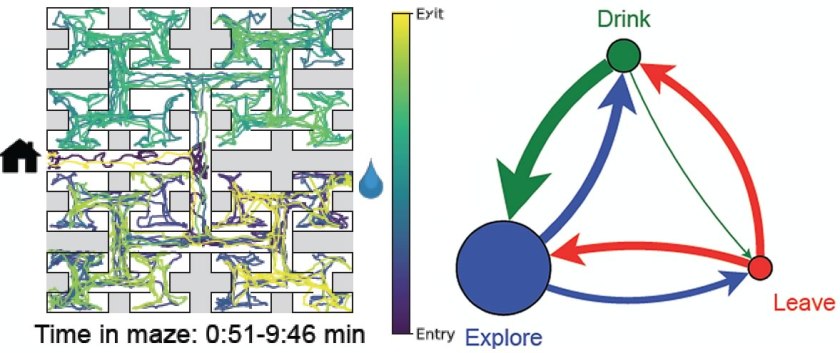 Mice (and humans) in a maze: a useful parable for science education ...