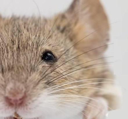 Mice (and humans) in a maze: a useful parable for science education ...