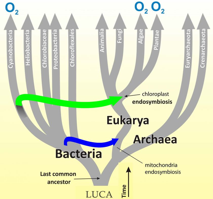 bioliteracy / biofundamentals – On understanding modern biology and its ...